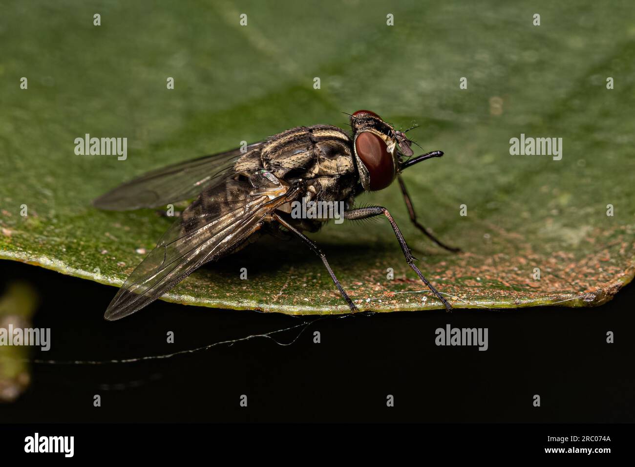 Stomoxys calcitrans muscidae hi-res stock photography and images - Alamy