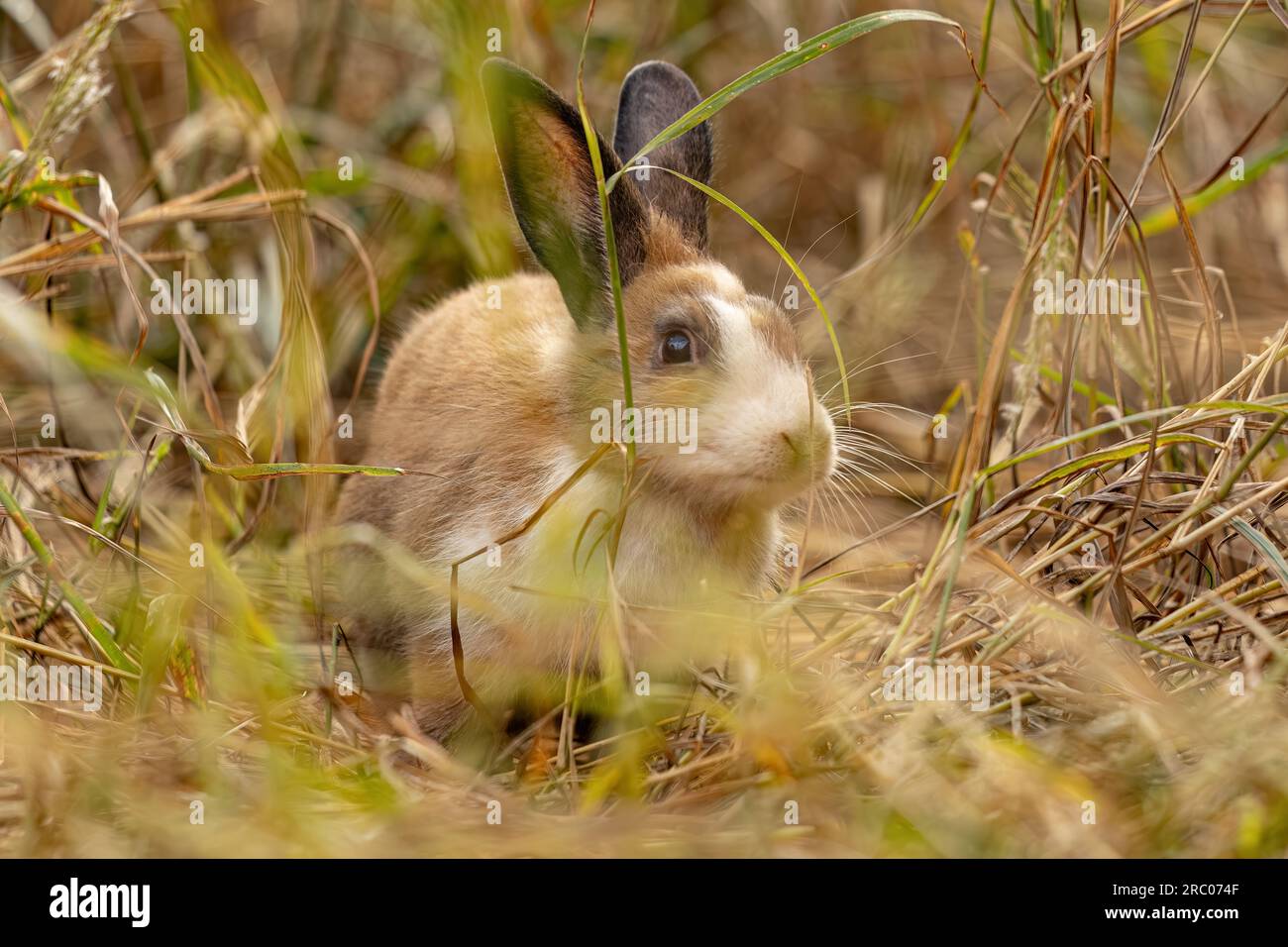 European Rabbit Animal of the species Oryctolagus cuniculus Stock Photo ...