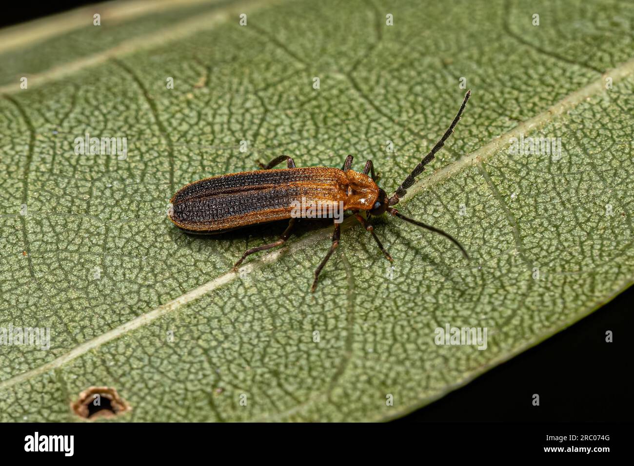 Adult Net-winged Beetle of the Family Lycidae Stock Photo - Alamy