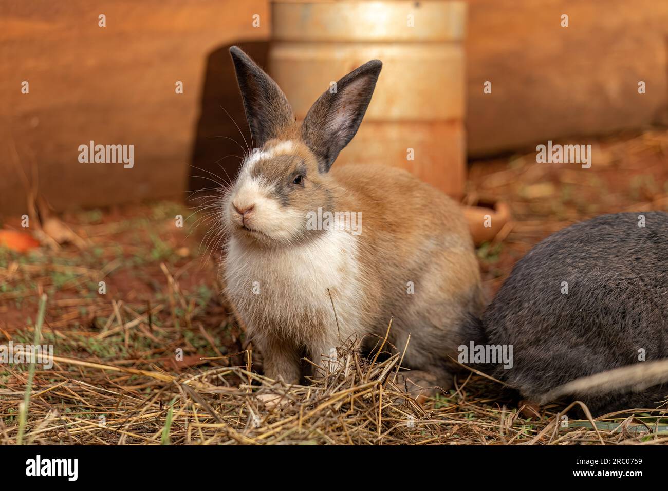 European Rabbit Animal of the species Oryctolagus cuniculus Stock Photo ...