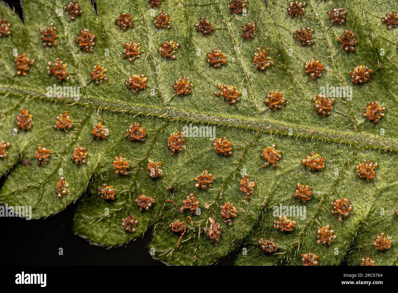 Sporangia on the leaves of a fern of the Order Polypodiales Stock Photo ...