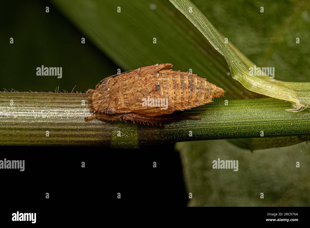 Sharpshooter Insect Molt of the Family Cicadellidae Stock Photo - Alamy