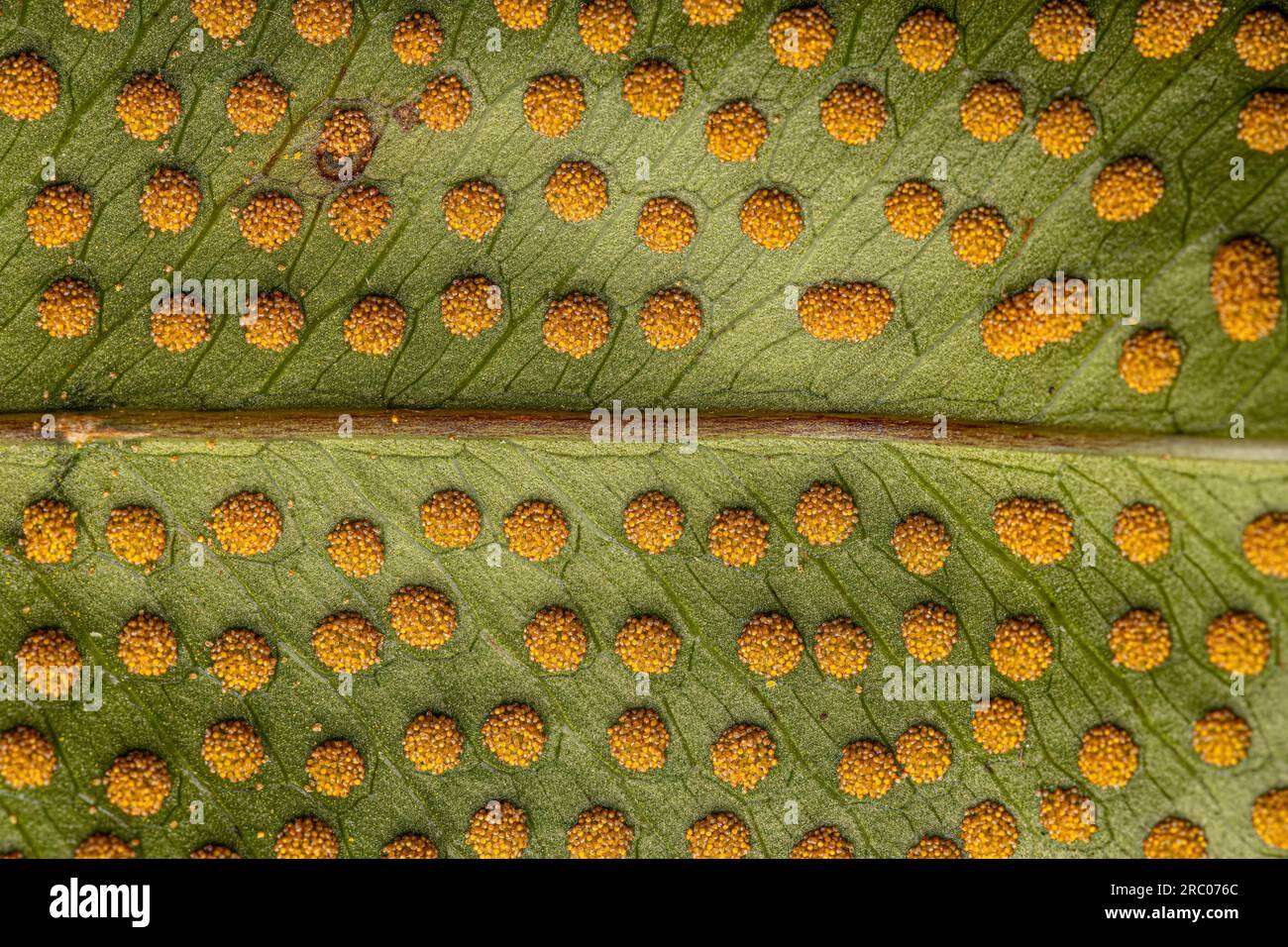 Sporangia on the leaves of a fern of the Order Polypodiales Stock Photo ...