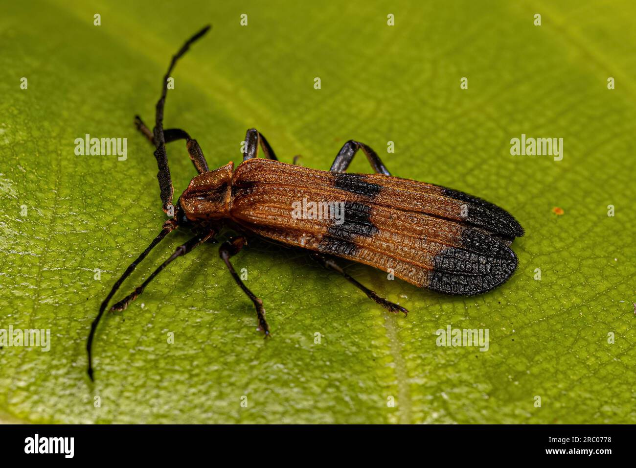 Adult Net-winged Beetle of the Family Lycidae Stock Photo - Alamy