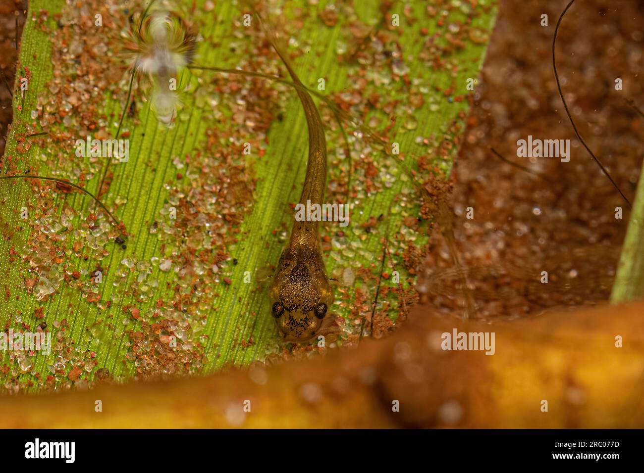 Small catfish hi-res stock photography and images - Alamy