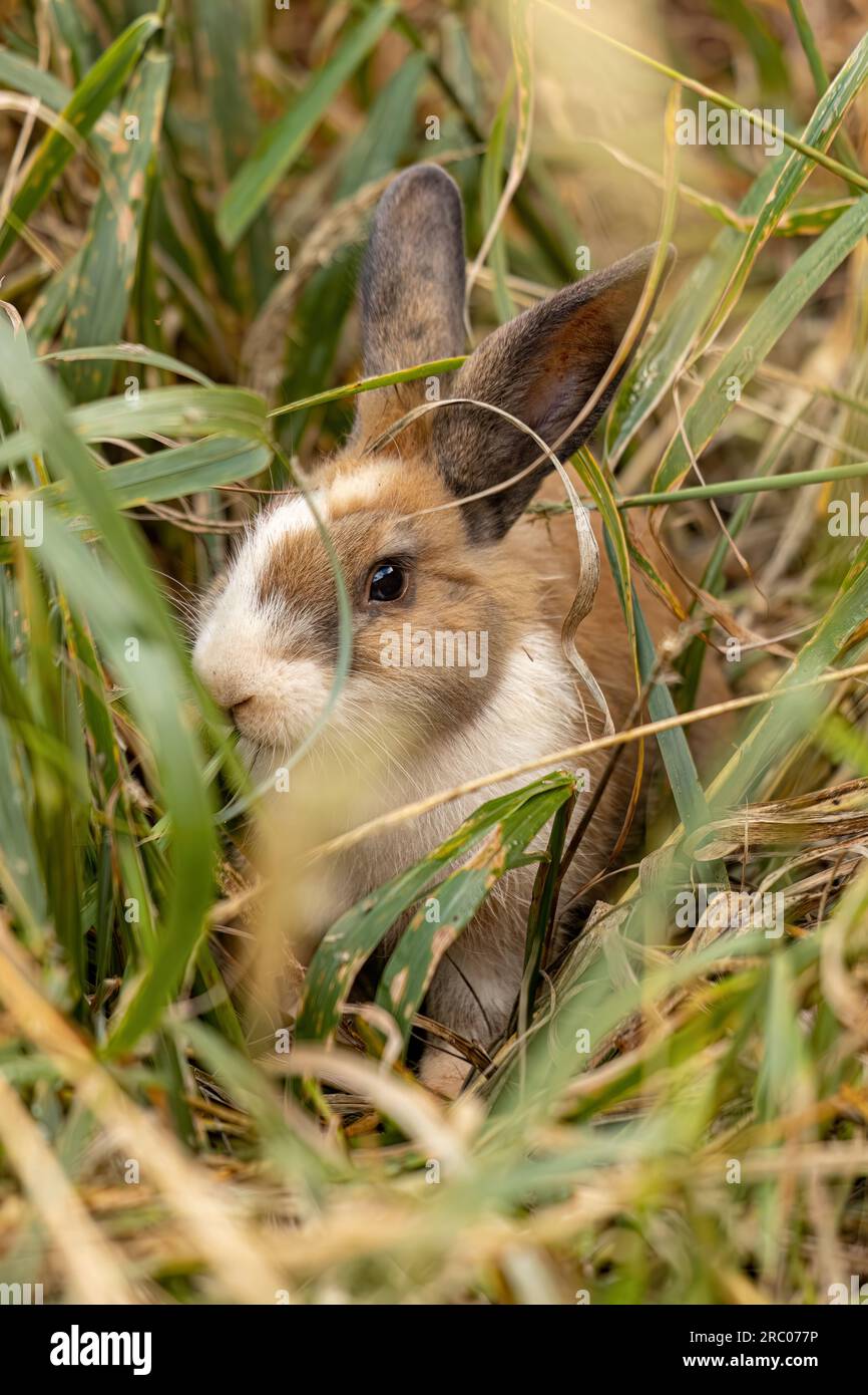 European Rabbit Animal of the species Oryctolagus cuniculus Stock Photo ...