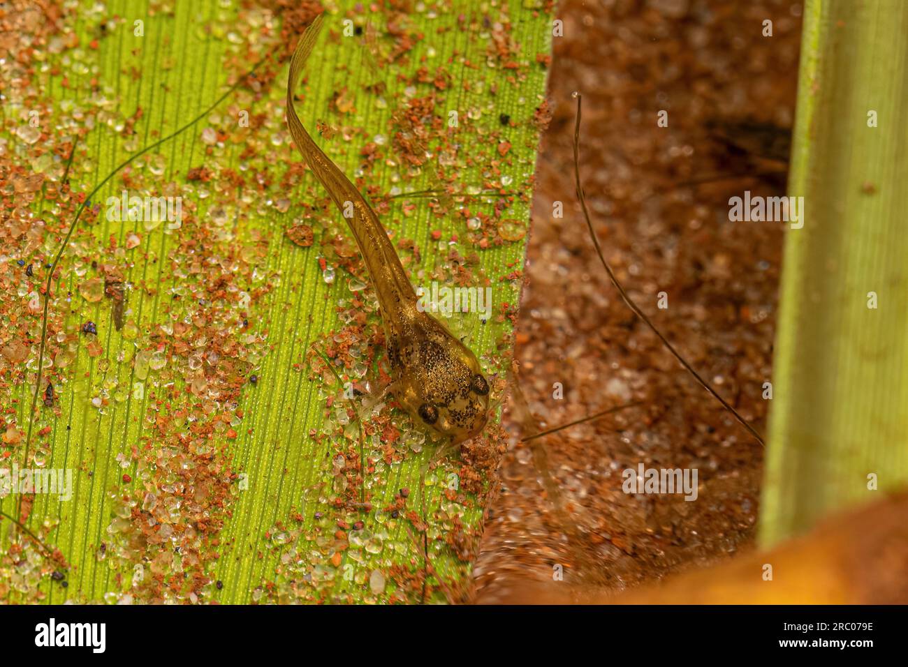 Small catfish hi-res stock photography and images - Alamy