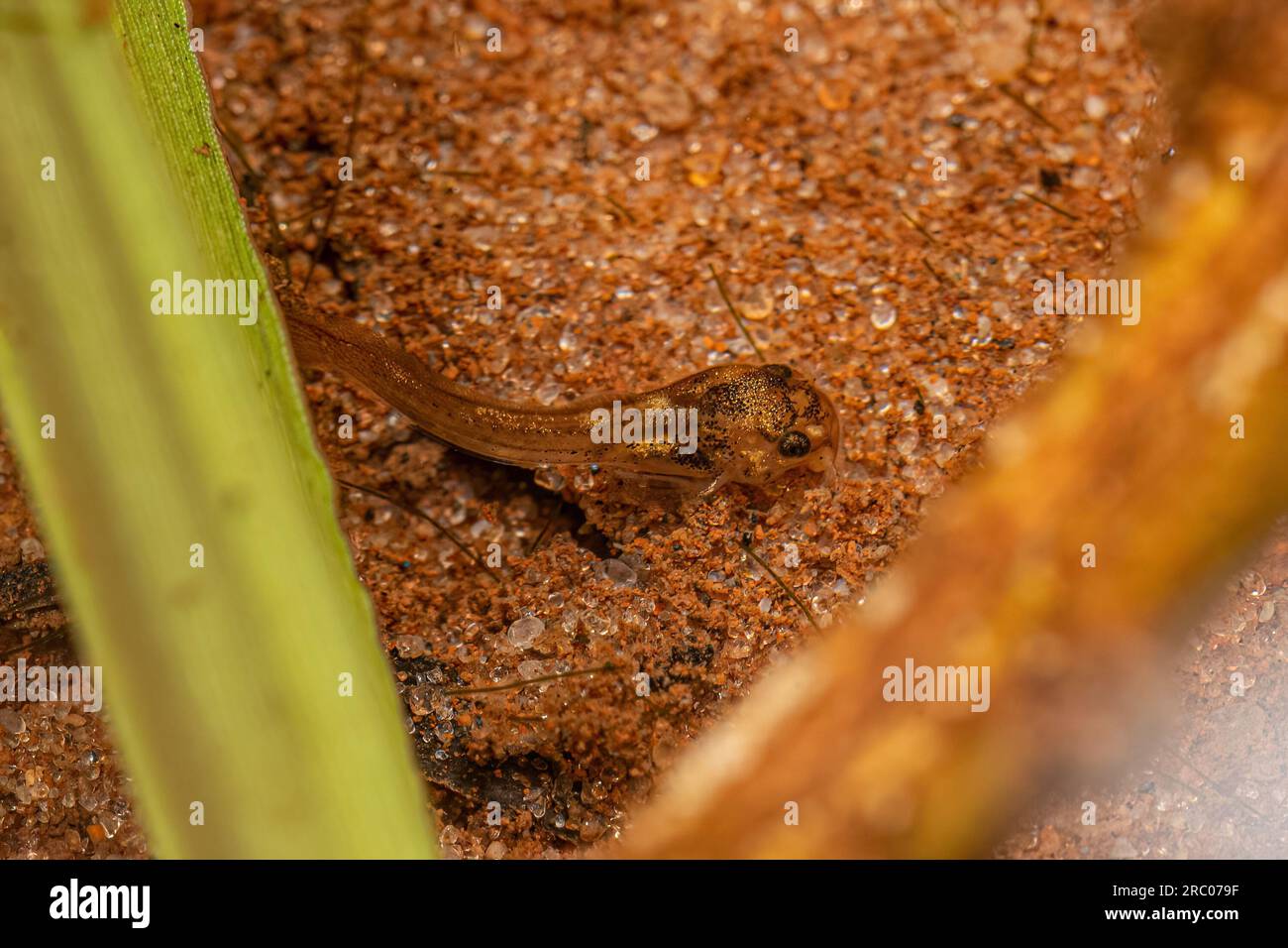 Small catfish hi-res stock photography and images - Alamy