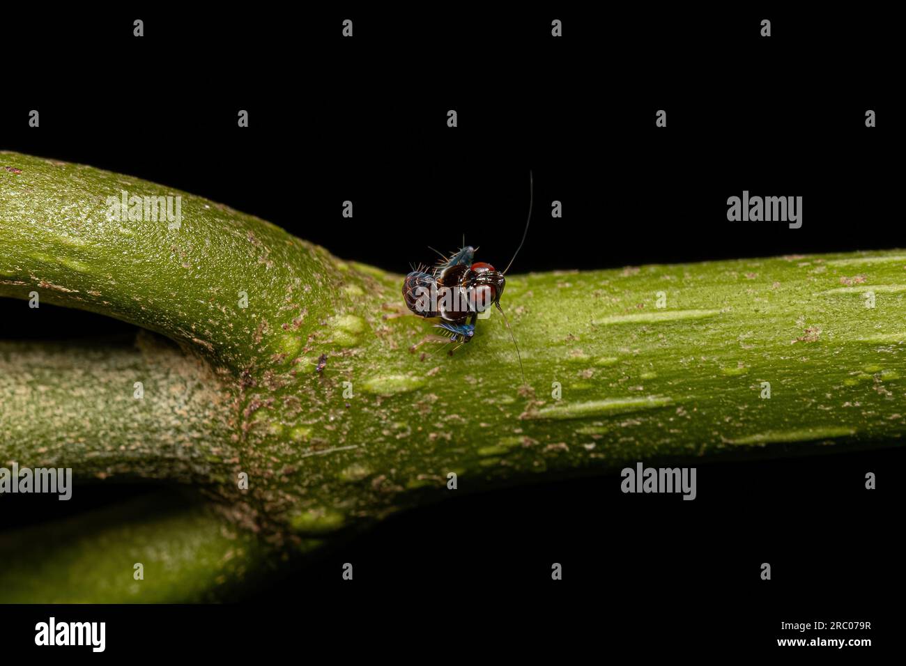 Typical Leafhopper Nymph of the Subfamily Coelidiinae Stock Photo - Alamy