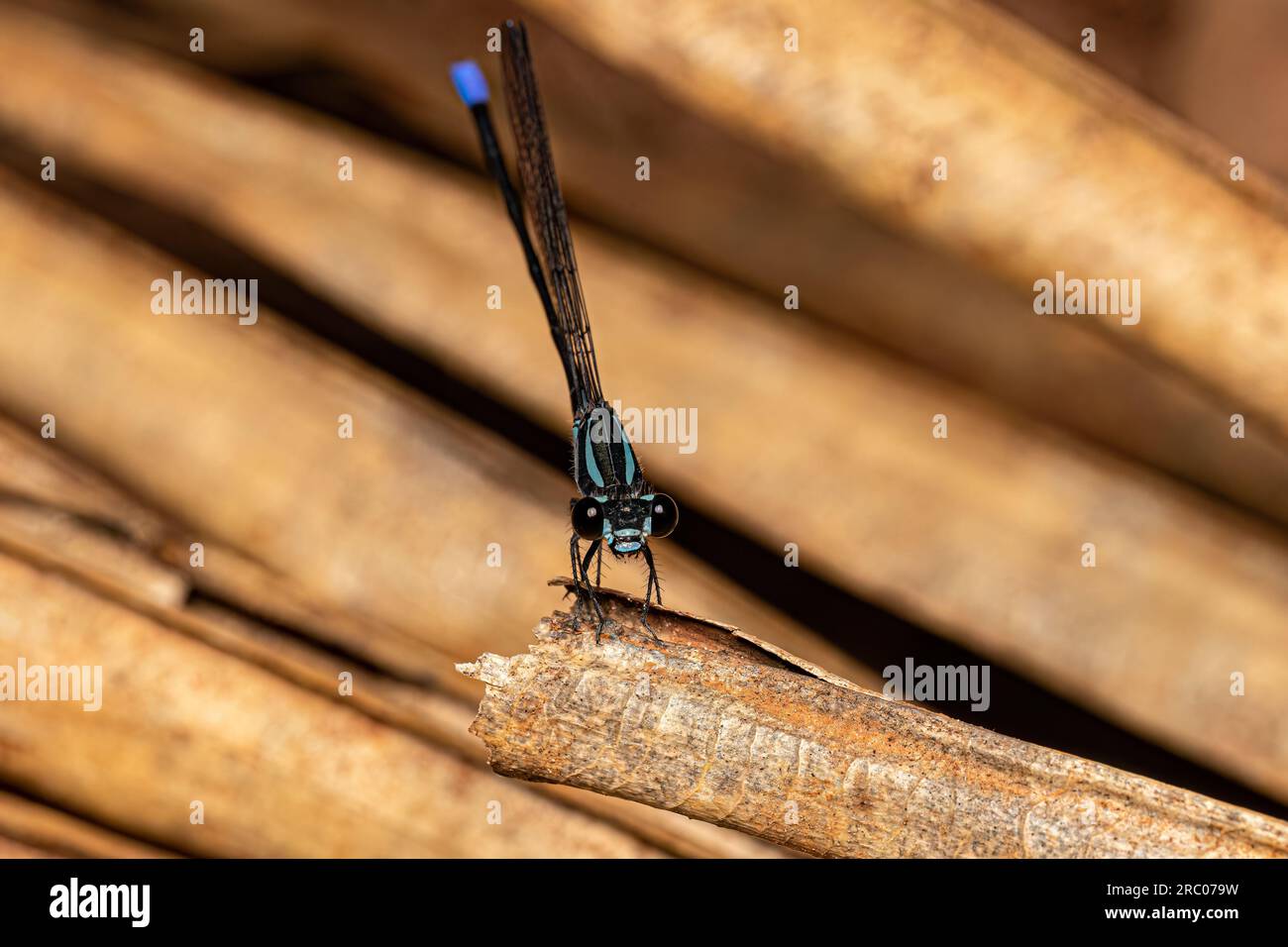Adult Narrow-winged Damselfly of the Family Coenagrionidae Stock Photo ...
