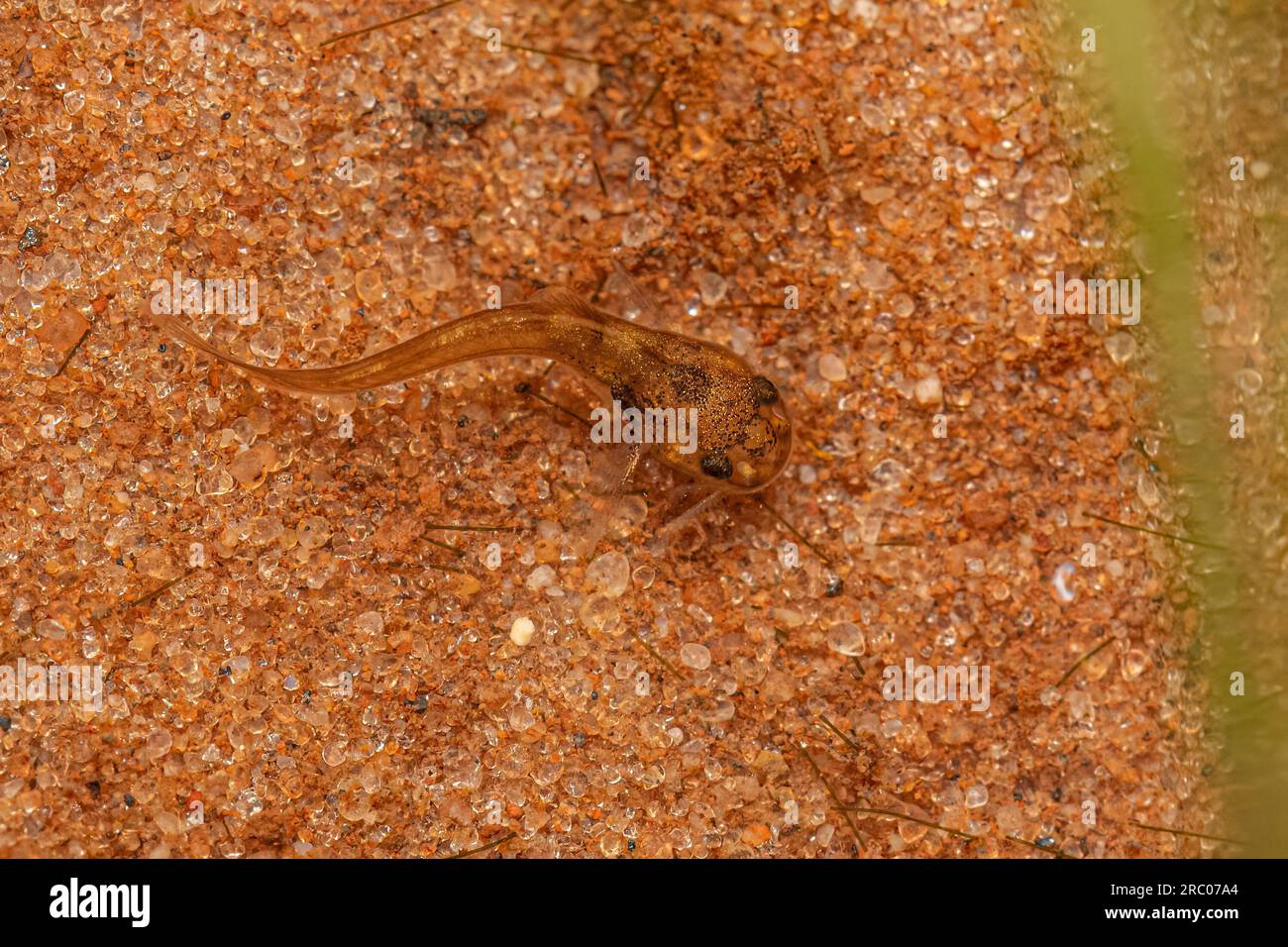 Small catfish hi-res stock photography and images - Alamy