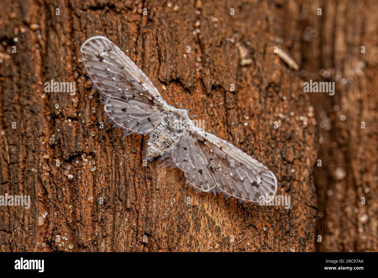 Adult Derbid Planthopper of the Family Derbidae Stock Photo - Alamy