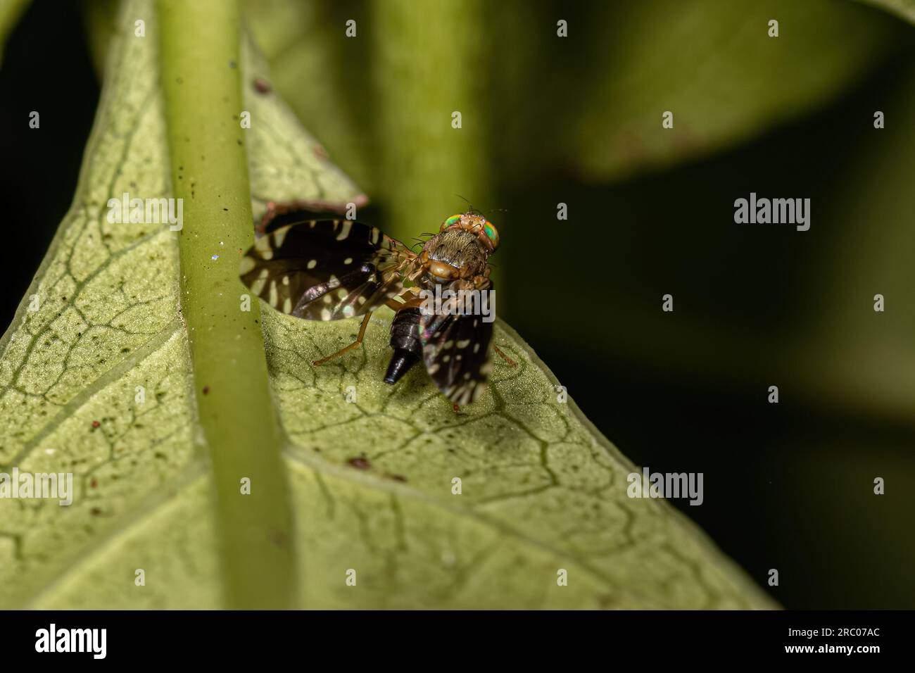 Adult Fruit Fly of the genus Tetreuaresta Stock Photo - Alamy