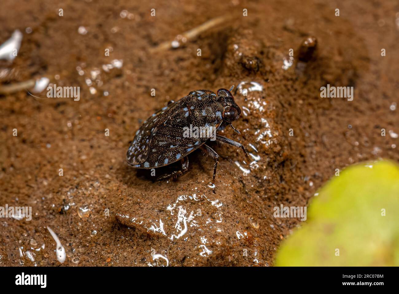 Ochterus hi-res stock photography and images - Alamy
