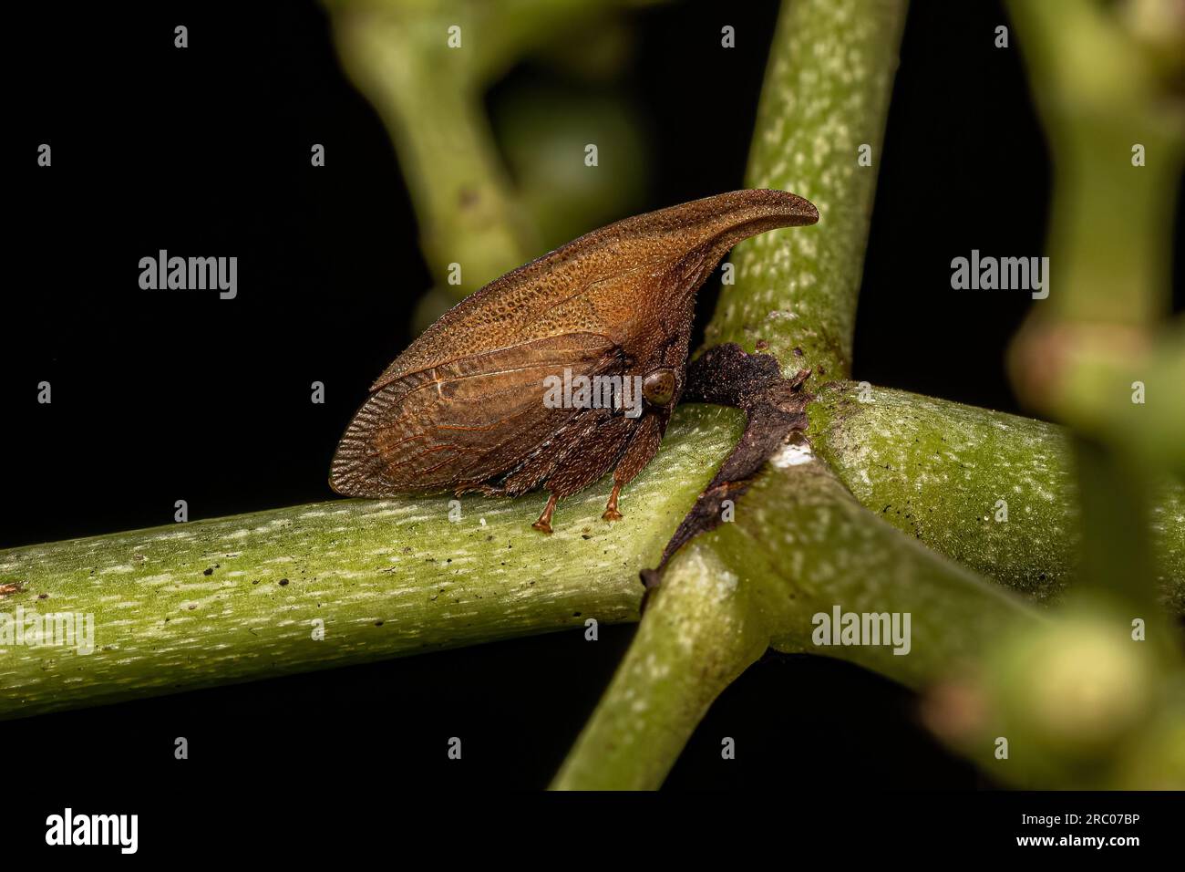 Adult Typical Treehopper of the Family Membracidae Stock Photo - Alamy