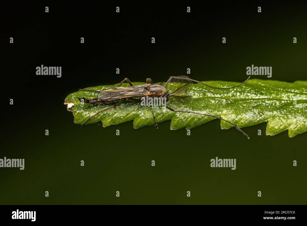 Adult Non-biting Midge of the Family Chironomidae Stock Photo - Alamy