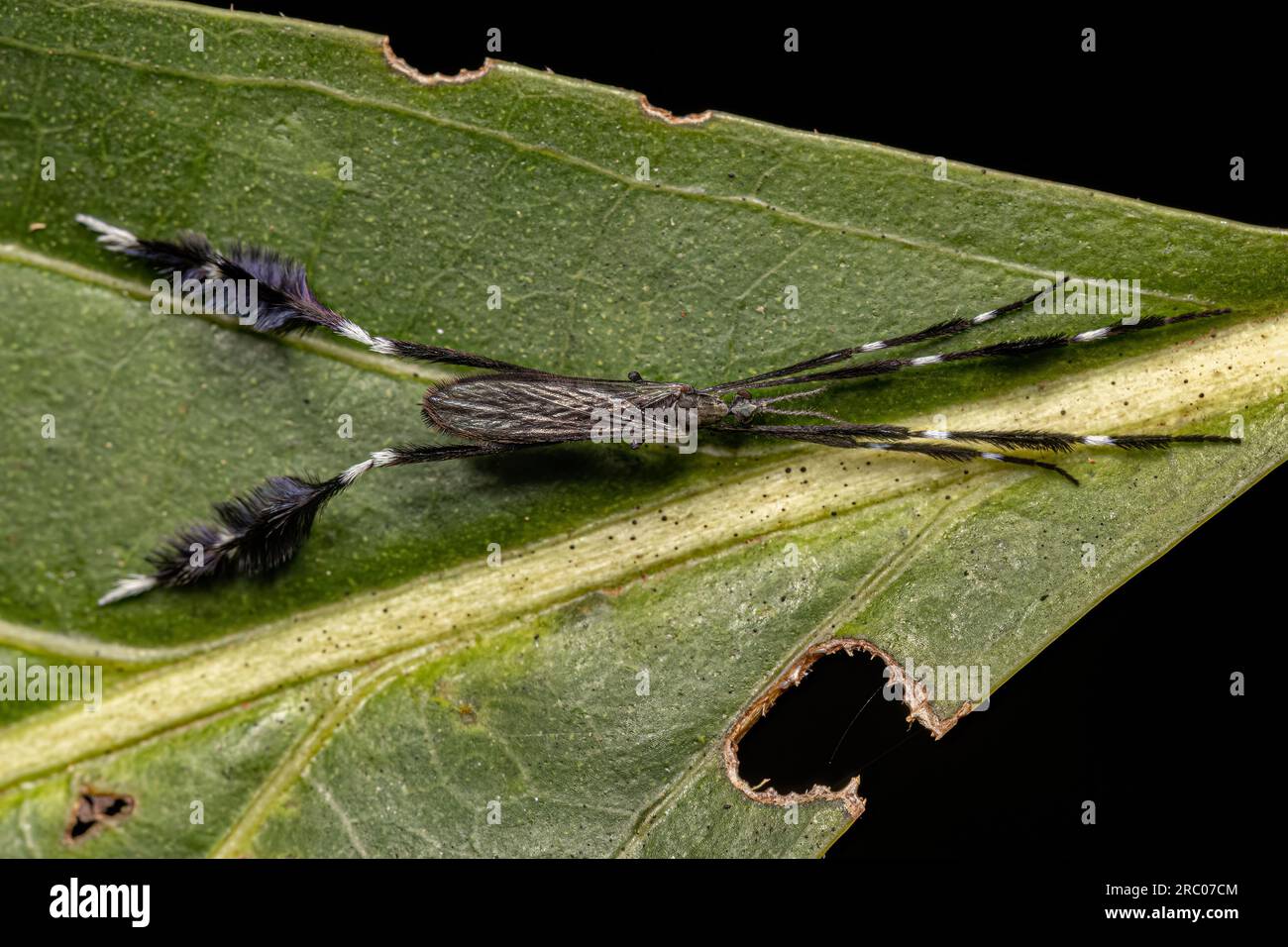 Cranefly limoniidae hi-res stock photography and images - Alamy