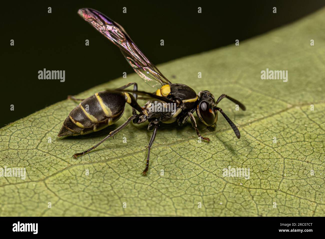 Adult Long-waisted Honey Wasp of the Subgenus Myrapetra Stock Photo - Alamy