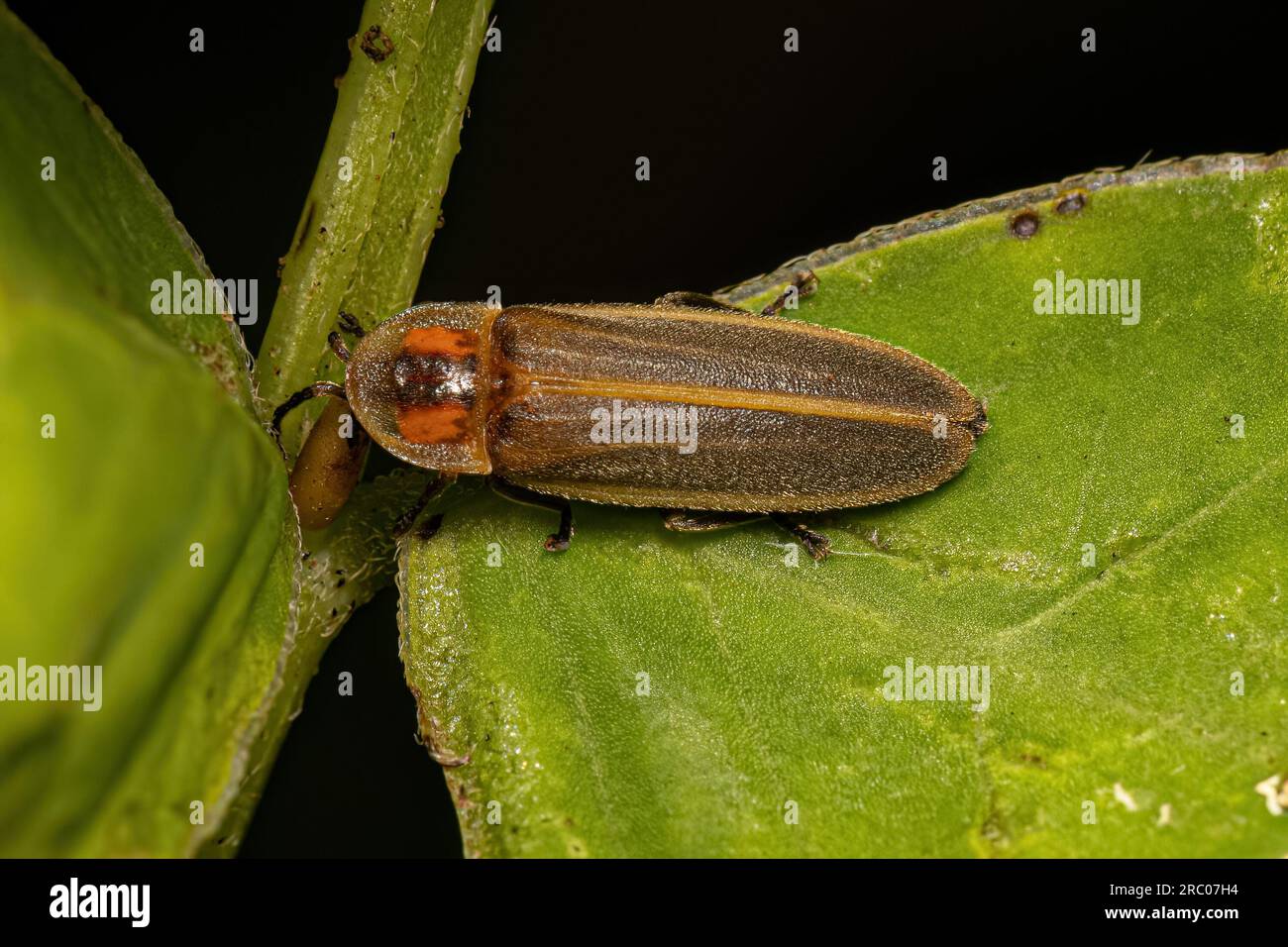 Adult Firefly Beetle of the Family Lampyridae Stock Photo - Alamy
