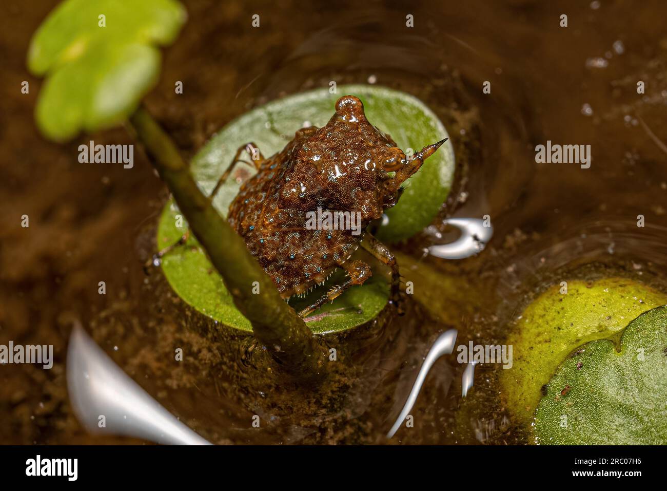 Adult Toad Bug of the Genus Gelastocoris Stock Photo - Alamy