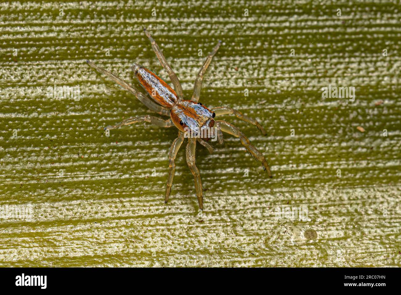 Jumping Spider Animal of the Genus Psecas Stock Photo - Alamy