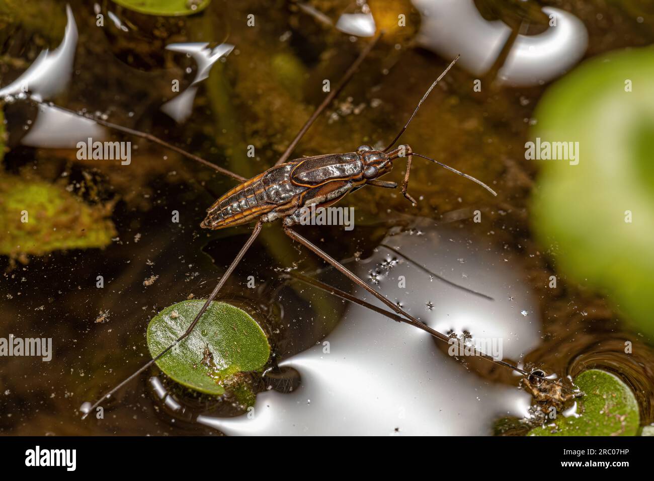 Limnogonus hi-res stock photography and images - Alamy