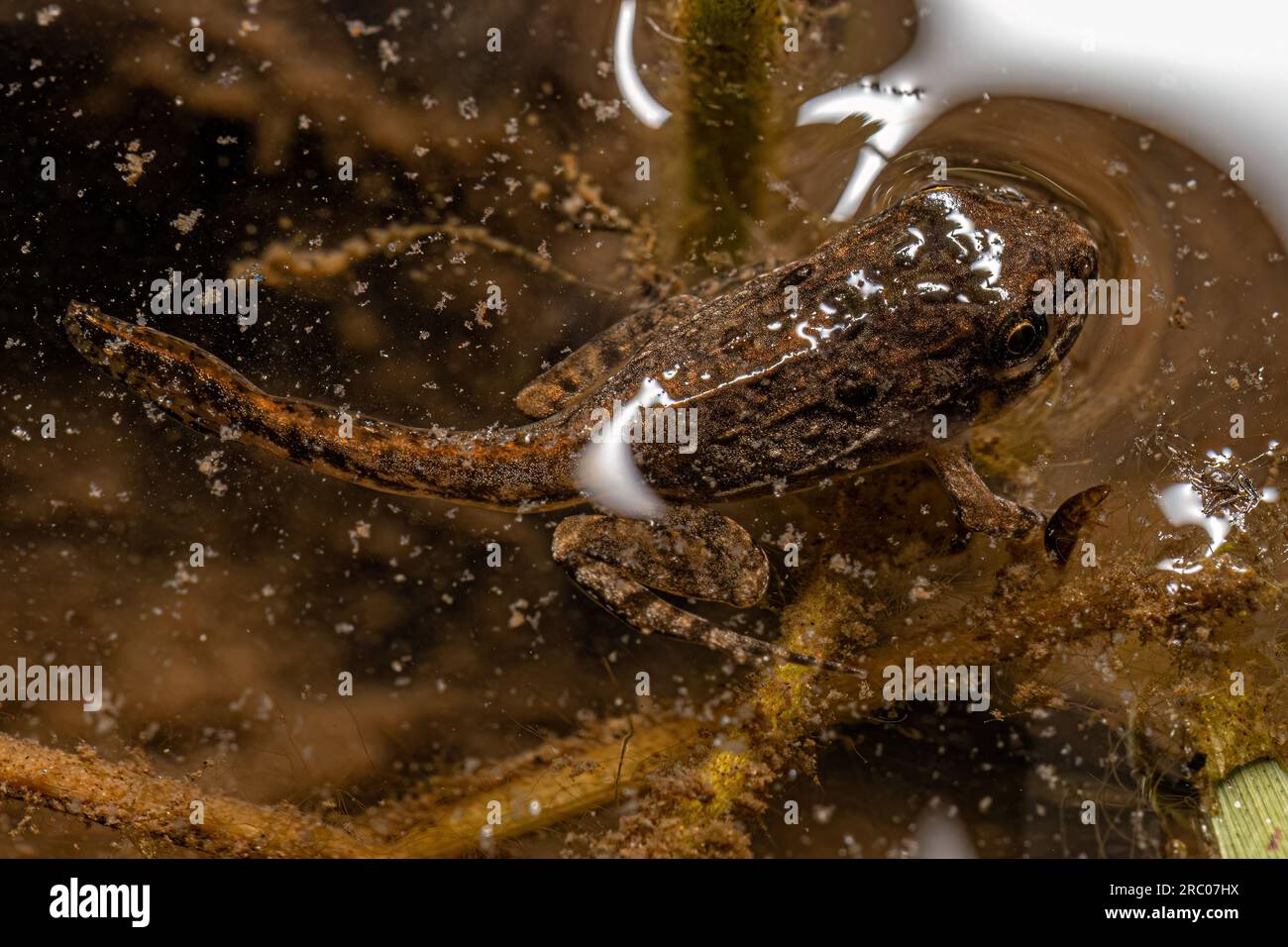 Small Southern Frog of the Family Leptodactylidae Stock Photo - Alamy