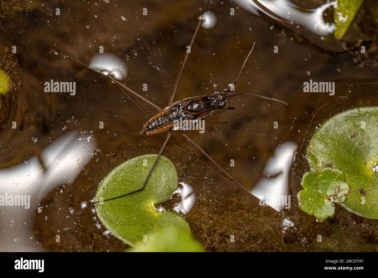 Limnogonus hi-res stock photography and images - Alamy