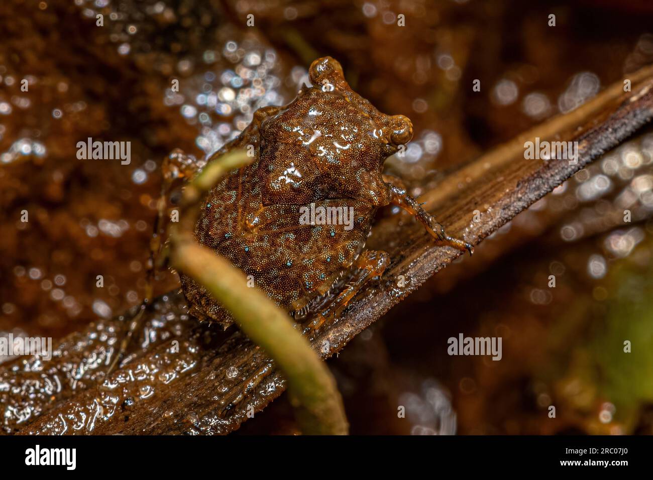 Adult Toad Bug of the Genus Gelastocoris Stock Photo - Alamy