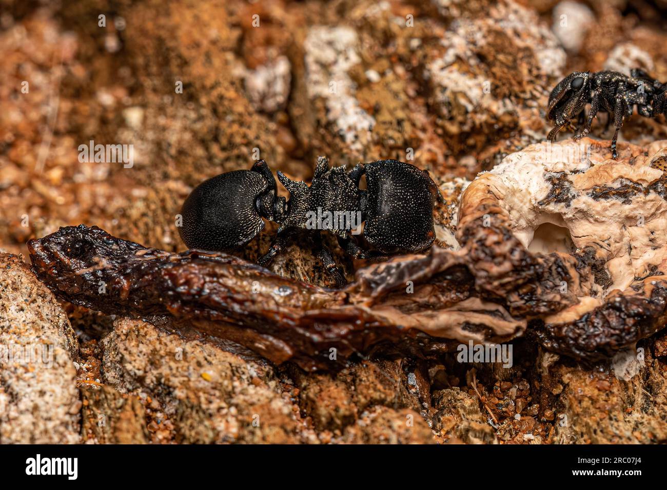 Cephalotes turtle ant hi-res stock photography and images - Alamy