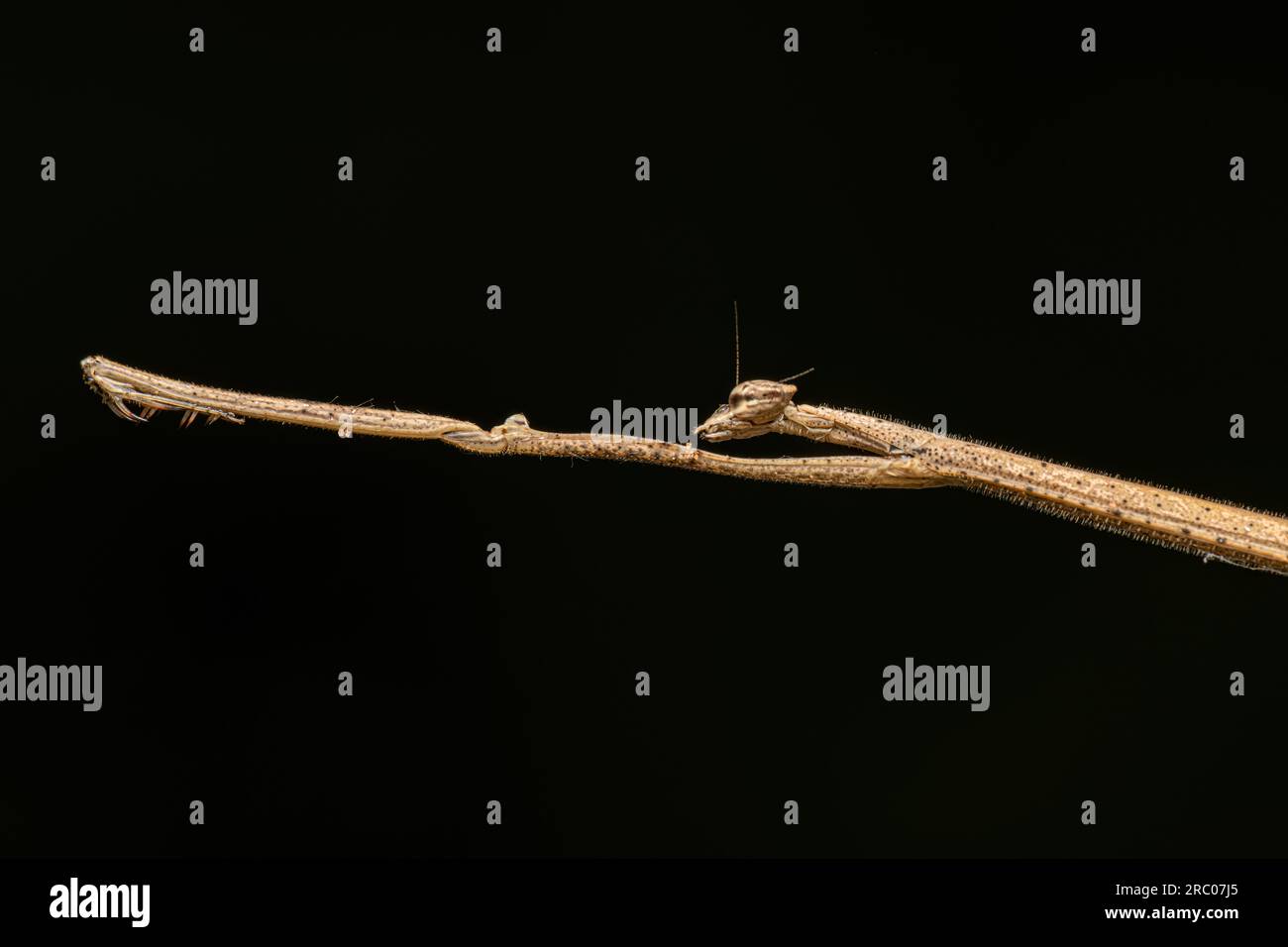 Oligonychina hi-res stock photography and images - Alamy