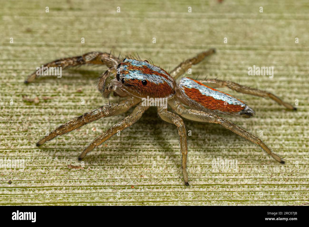 Jumping Spider Animal of the Genus Psecas Stock Photo - Alamy