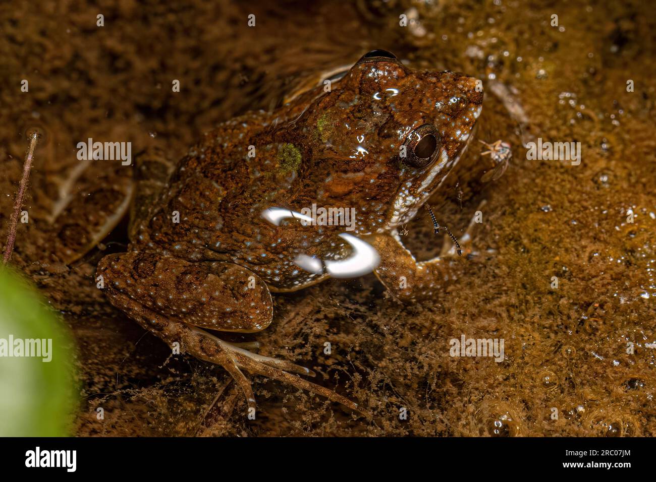 Small Southern Frog of the genus Pseudopaludicola Stock Photo - Alamy