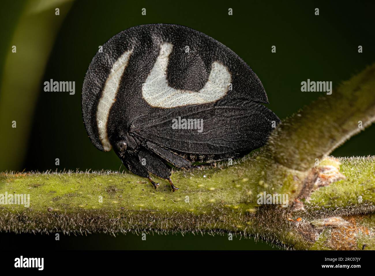 Treehopper membracis foliatafasciata hi-res stock photography and ...