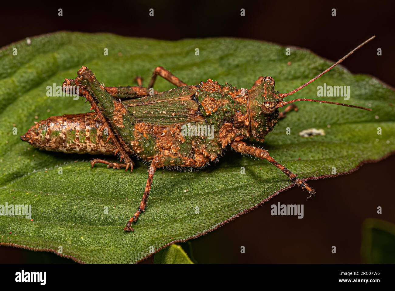 Short-horned Grasshopper Insect of the Genus Ommexecha Stock Photo - Alamy