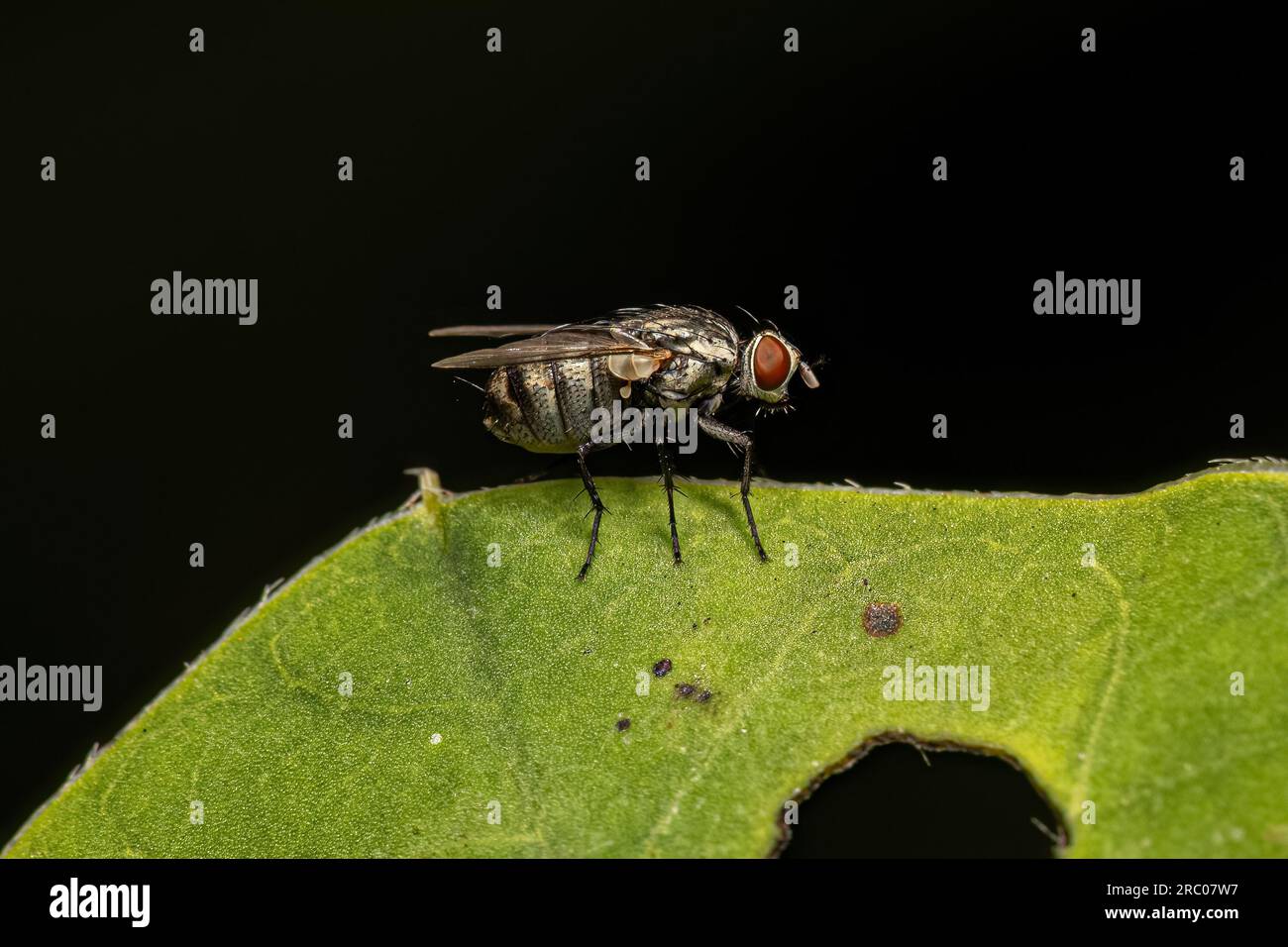 Adult Flesh Fly of the Family Sarcophagidae Stock Photo - Alamy