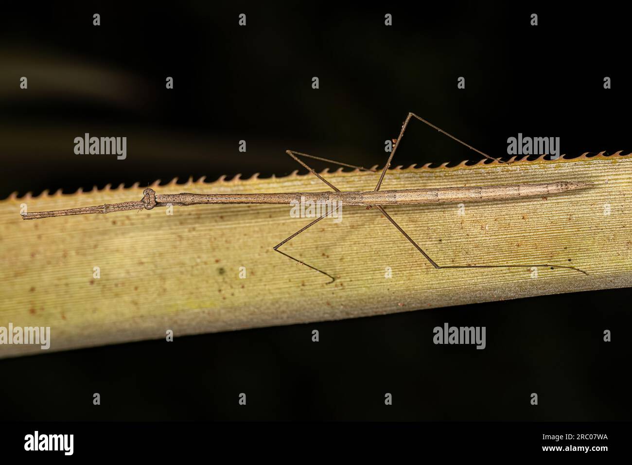 Thesprotia hi-res stock photography and images - Alamy