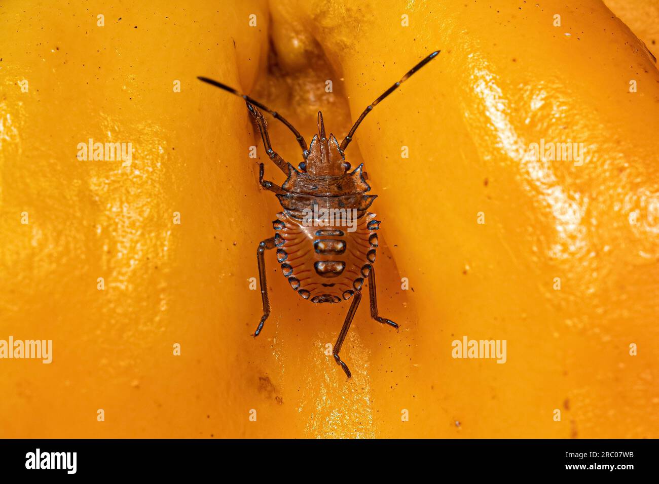 Stink bug nymph of the family pentatomidae Stock Photo - Alamy
