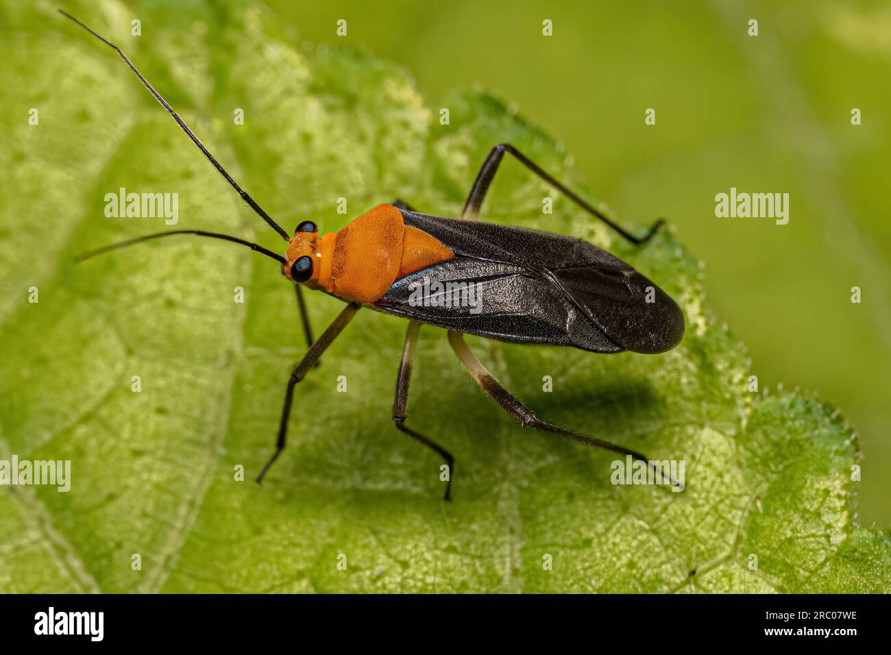 Adult Plant Bug of the Genus Prepops Stock Photo - Alamy