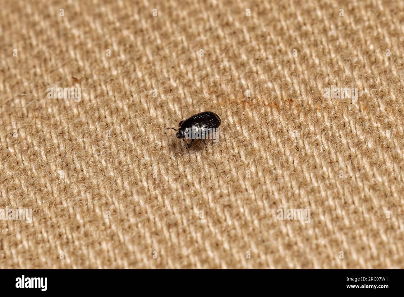 Family histeridae hi-res stock photography and images - Alamy
