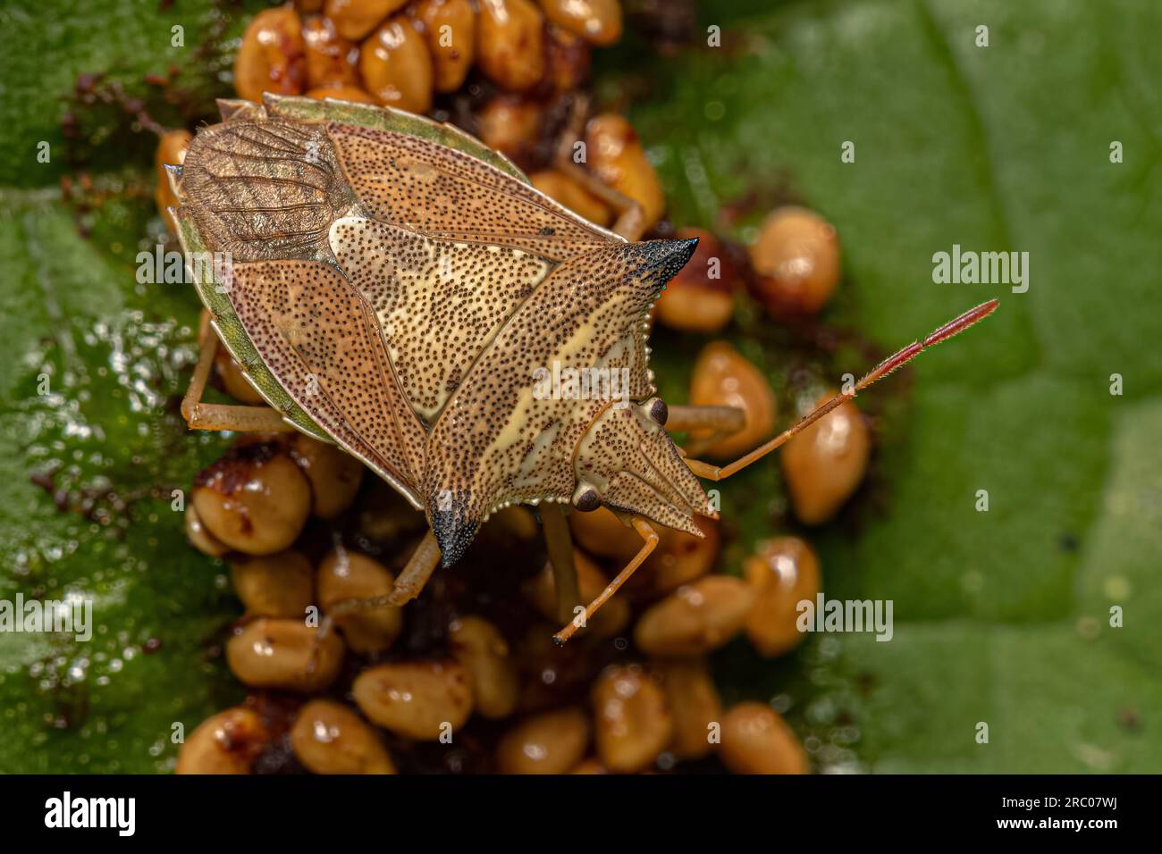 adult Green belly bug of the species Diceraeus melacanthus Stock Photo ...