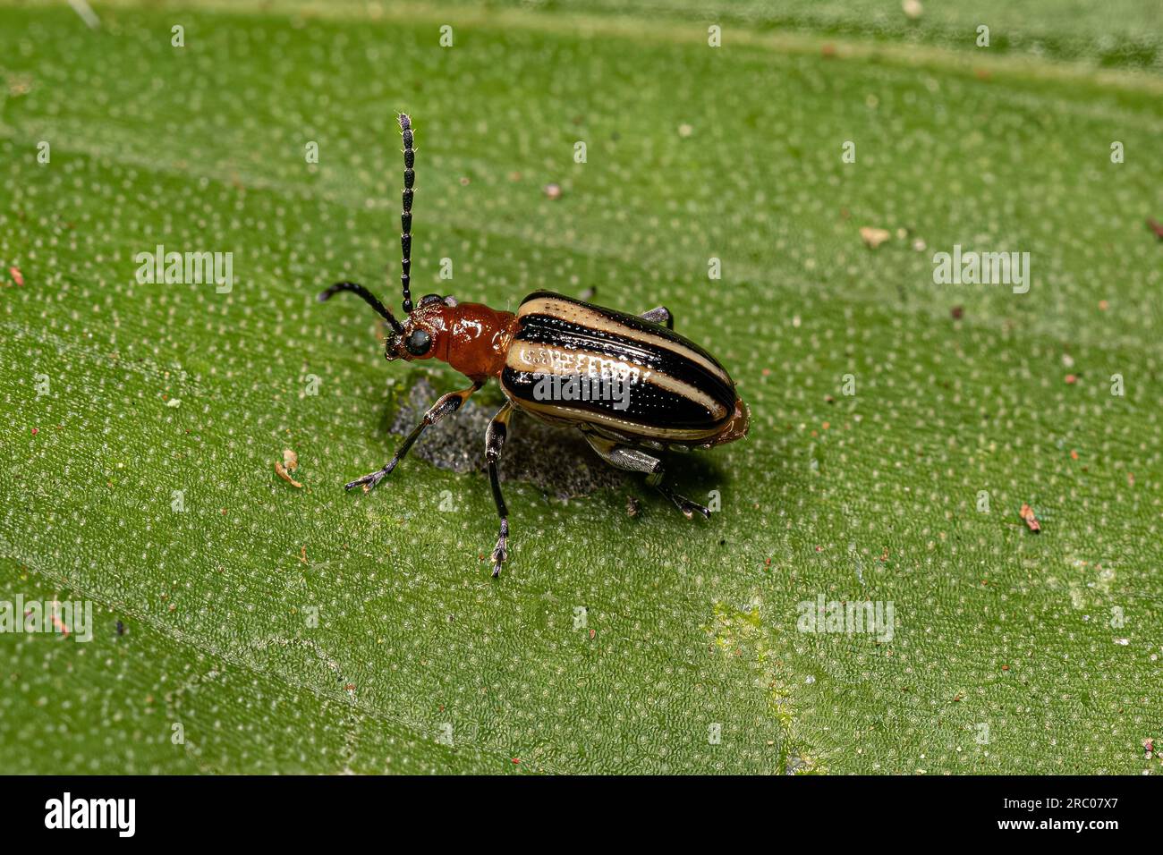 Adult Leaf Beetle of the Family Chrysomelidae Stock Photo - Alamy