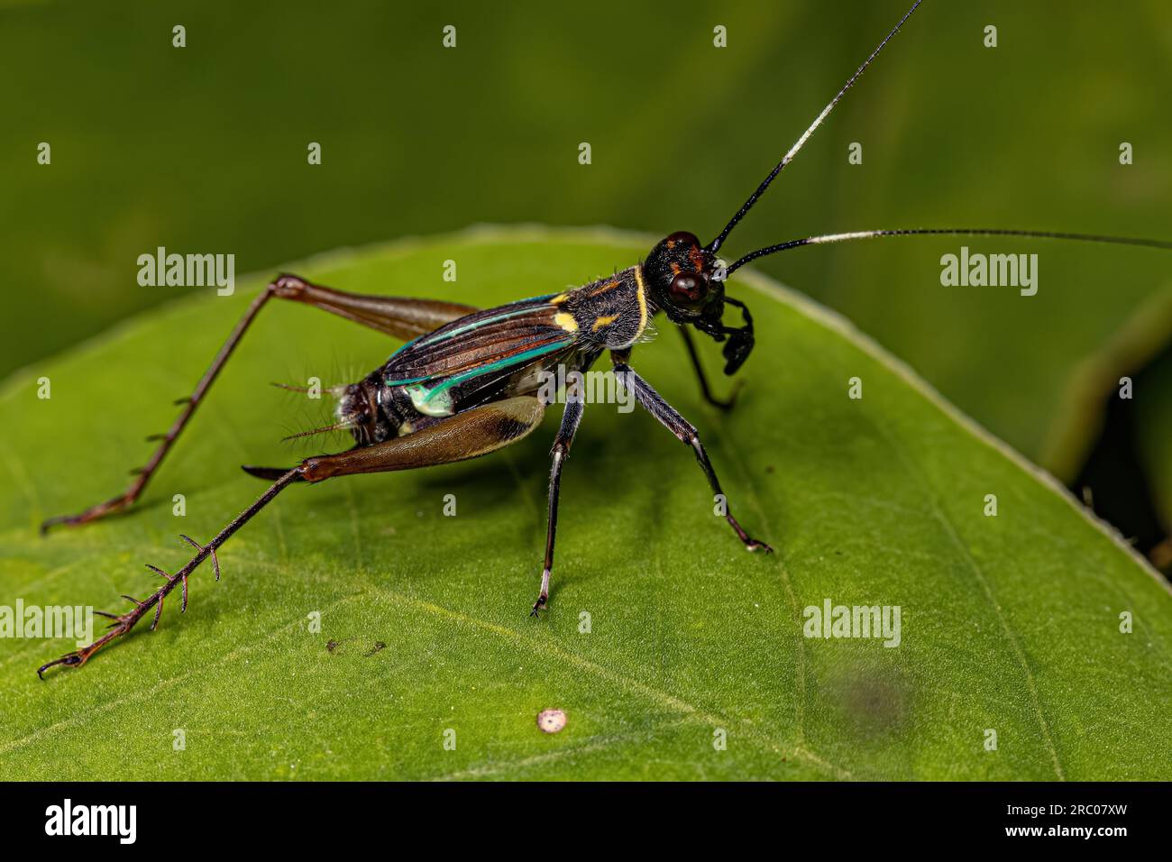 Small True Cricket of the genus Phylloscyrtus Stock Photo - Alamy