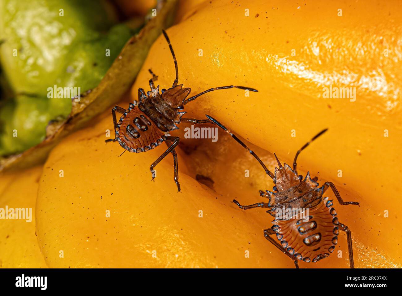 Stink bug nymph of the family pentatomidae Stock Photo - Alamy
