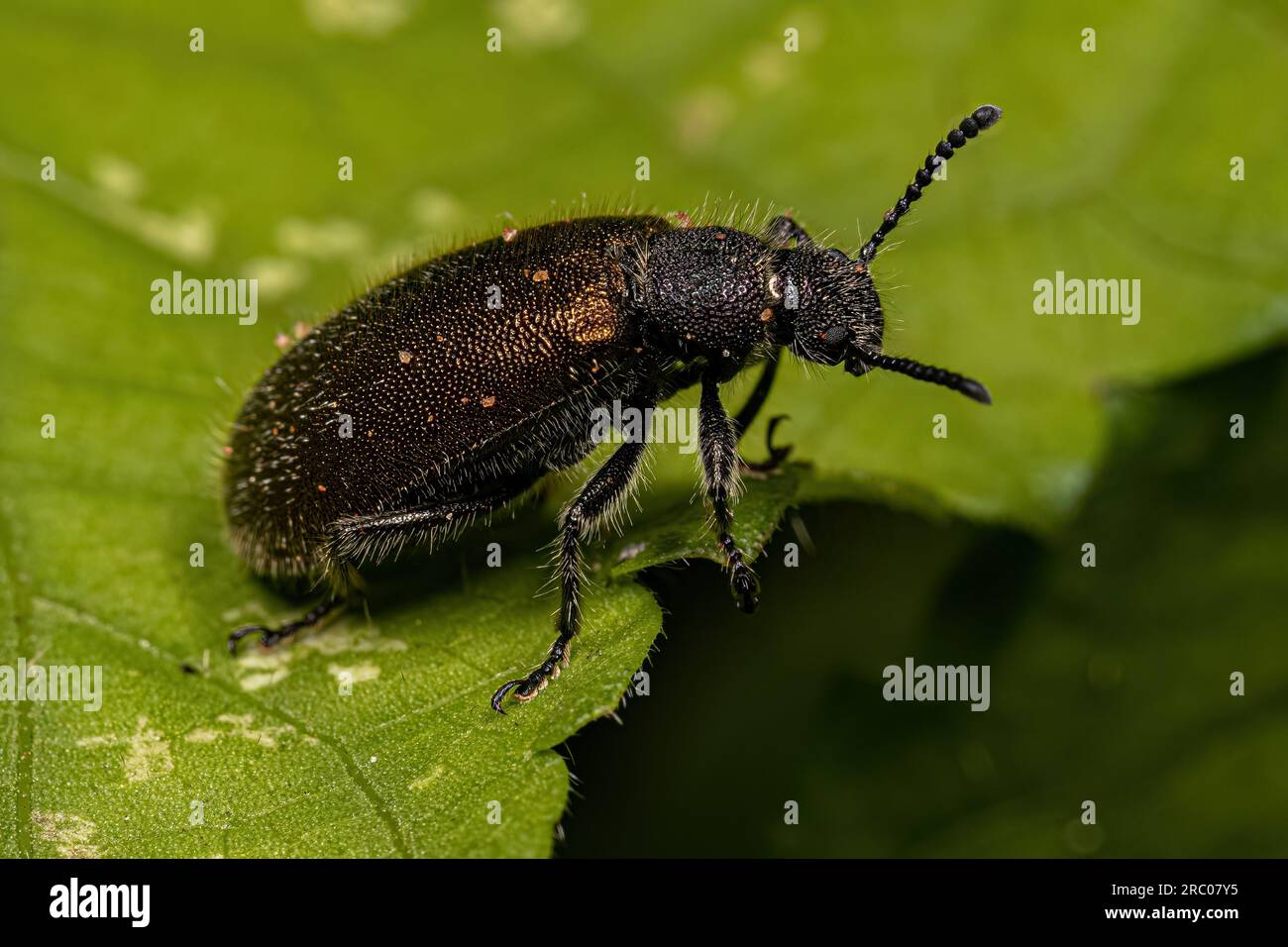 Adult Long-jointed Beetle of the species Lagria villosa Stock Photo - Alamy