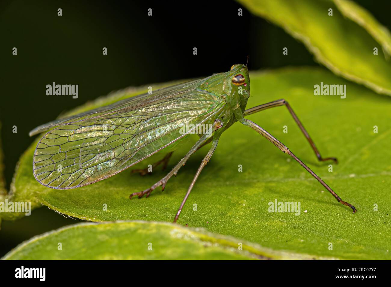 Adult Dictyopharid Planthopper Insect of the Family Dictyopharidae ...