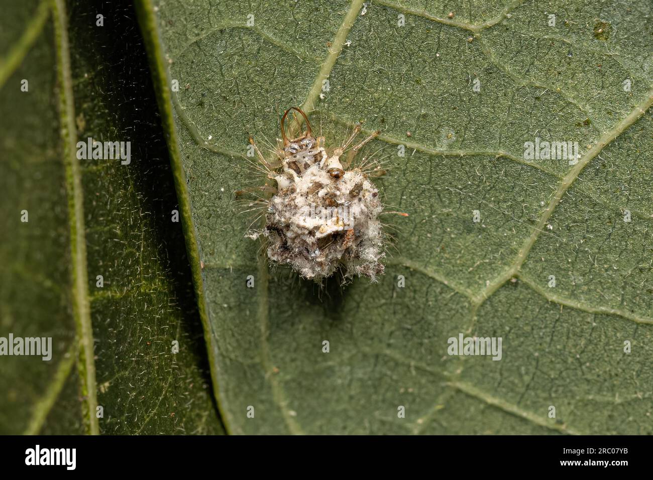 Green Lacewing Larva of the Family Chrysopidae Stock Photo - Alamy