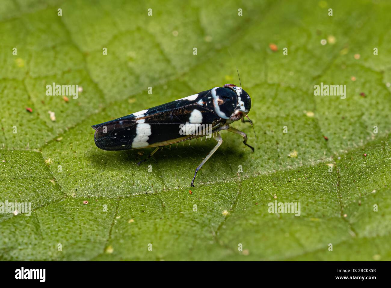 Adult Typical Leafhopper of the Genus Macugonalia Stock Photo - Alamy