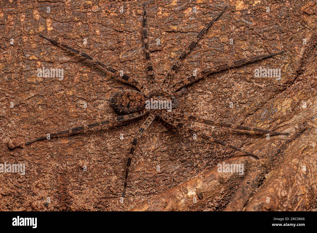 Adult Wandering Spider of the Family Ctenidae Stock Photo - Alamy