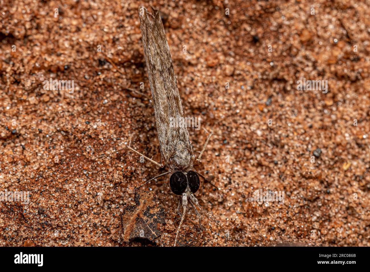 Adult Caddisfly Insect of the Genus Marilia Stock Photo - Alamy